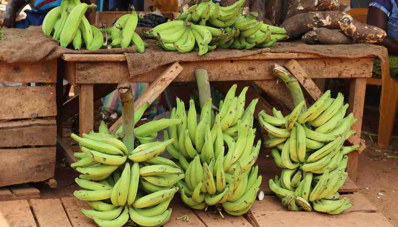 Recette Gratin de Bananes malgaches (bananes plantains) - Recettes et ...