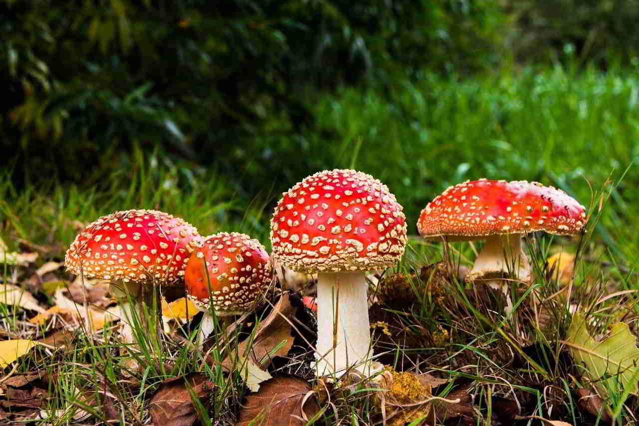 Champignons rigolos d'Halloween - Recettes et Terroirs